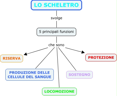 lo scheletro - Mappa Concettuale